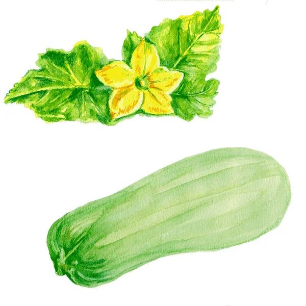 Zucchini flower Stock Vectors, Royalty Free Zucchini flower ...