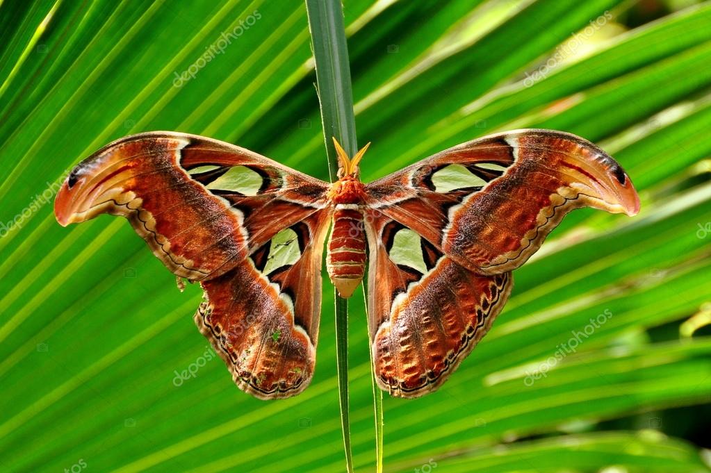 Worlds largest moth,the Atlas Moth — Stock Photo © bornin54 #90522522 Worlds largest moth,the Atlas Moth — Stock Photo © bornin54 #90522522