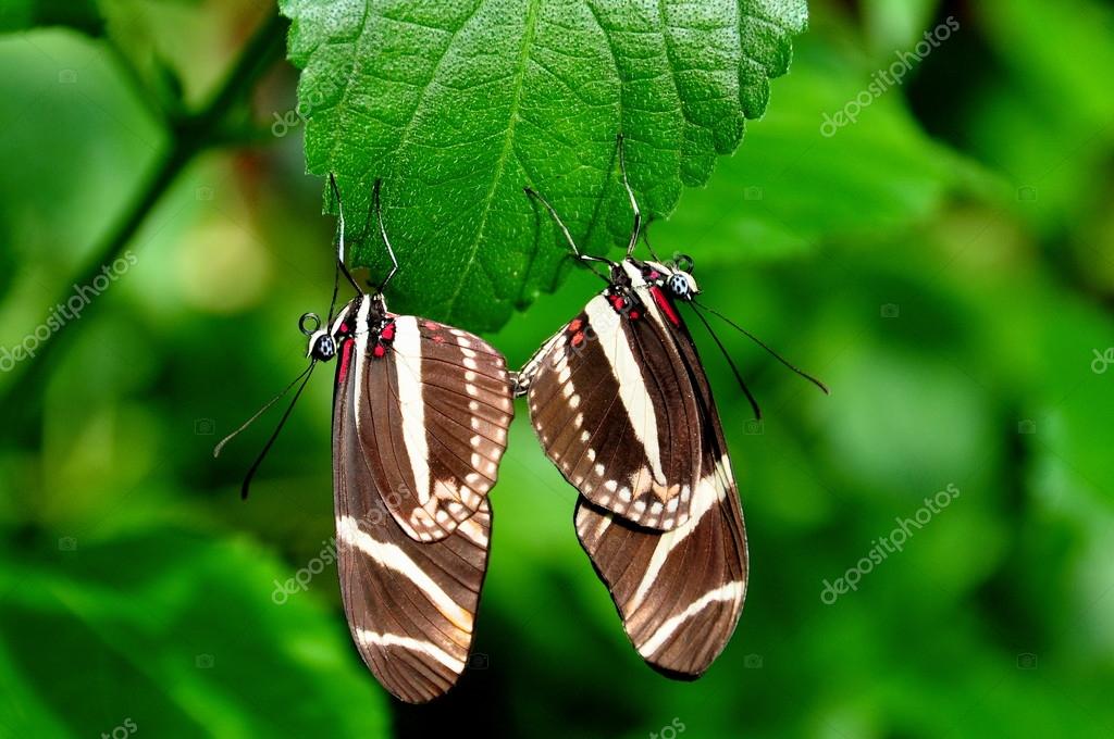 Zebra Longwing Butterfly Life Cycle