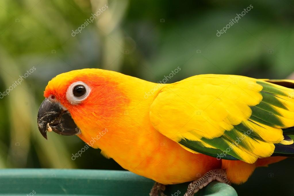Pretty sun conure Stock Photo by ©bornin54 91852580