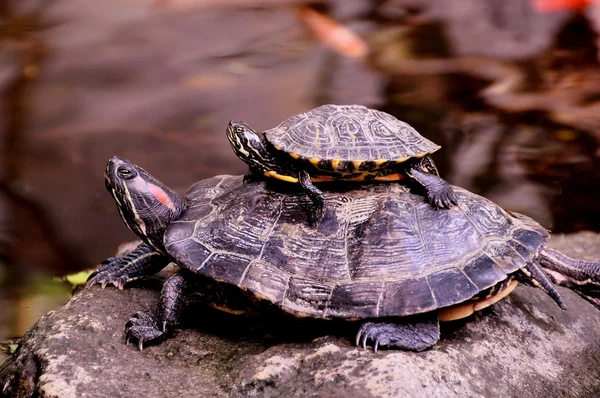 Mother and baby turtle Stock Photos, Royalty Free Mother and baby ...