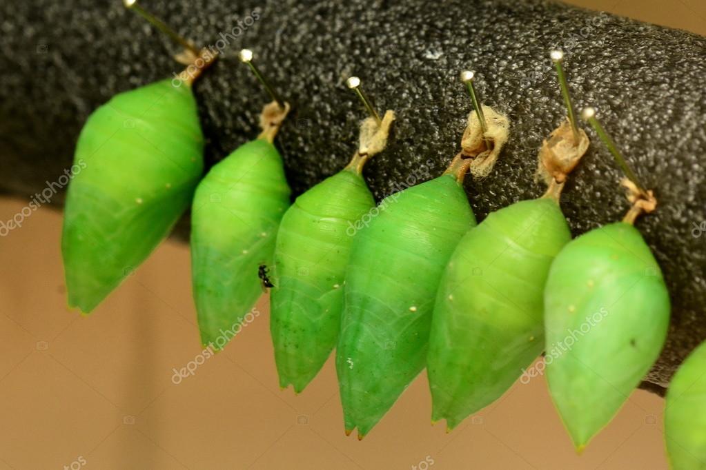 Butterfly cocoons in the gardens — Stock Photo © bornin54 #93584954