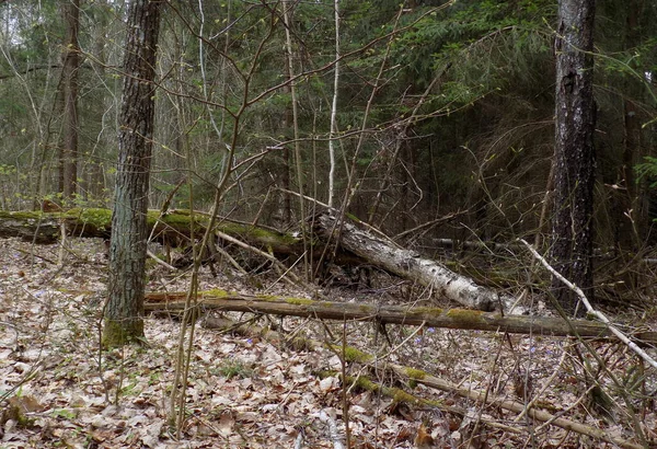 Bos met dood hout images libres de droit, photos de Bos met dood hout ...