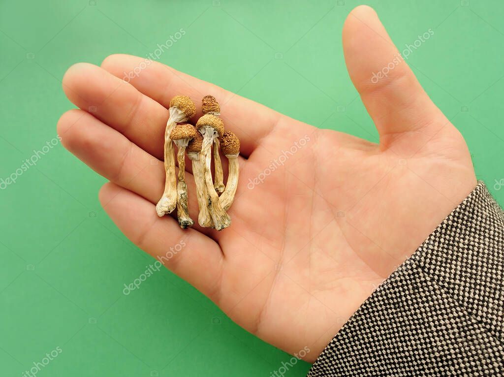 Psilocybe Cubensis las setas en la mano del hombre sobre el fondo verde ...