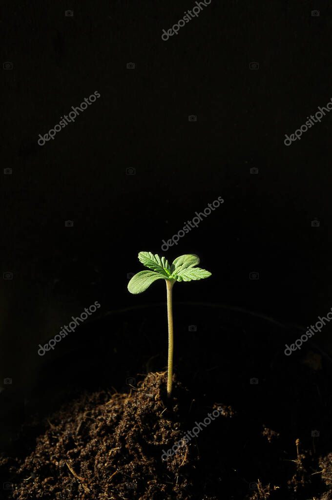 El cannabis brota de cerca aislado en el fondo del suelo. Plántulas ...