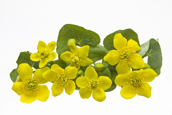 Lard flower Stock Photos, Royalty Free Lard flower Images | Depositphotos