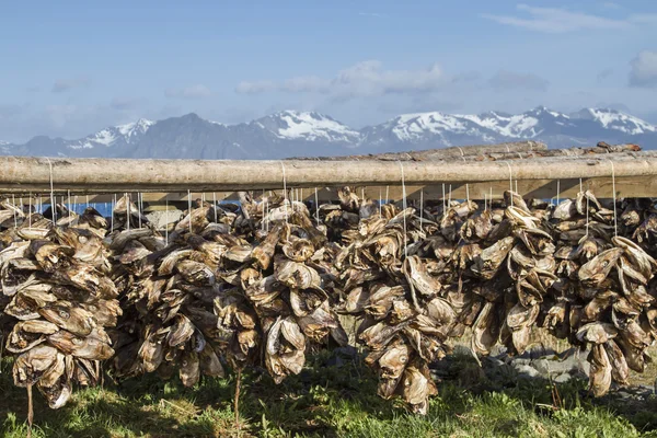 Fish head drying racks Stock Photos, Royalty Free Fish head drying ...