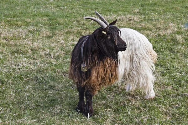 Saddle goat Stock Photos, Royalty Free Saddle goat Images | Depositphotos