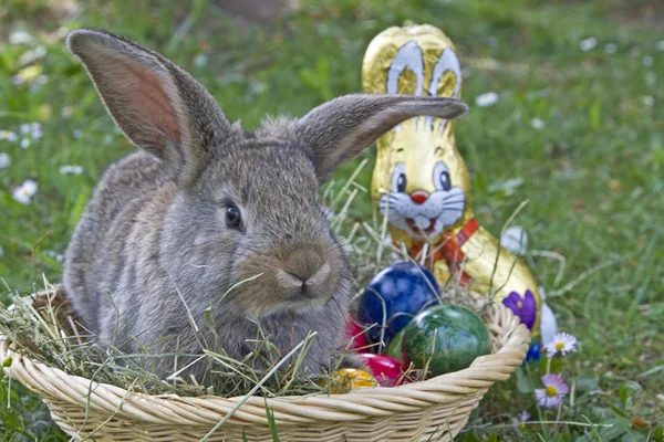 Cute bunny with Easter eggs, sitting on grass — Stock Photo © IgooAna ...