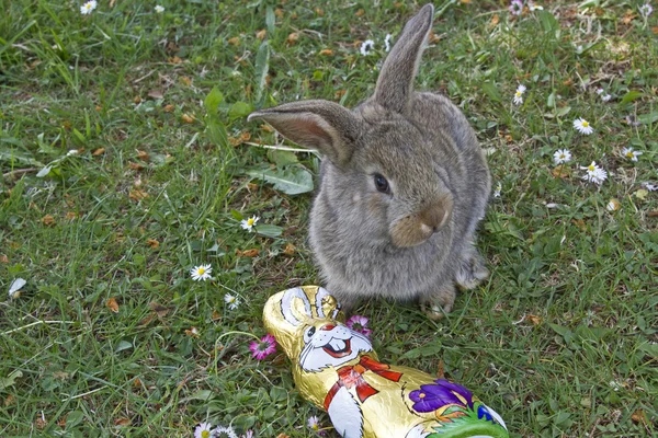 Fat easter bunny Stock Photos, Royalty Free Fat easter bunny Images ...