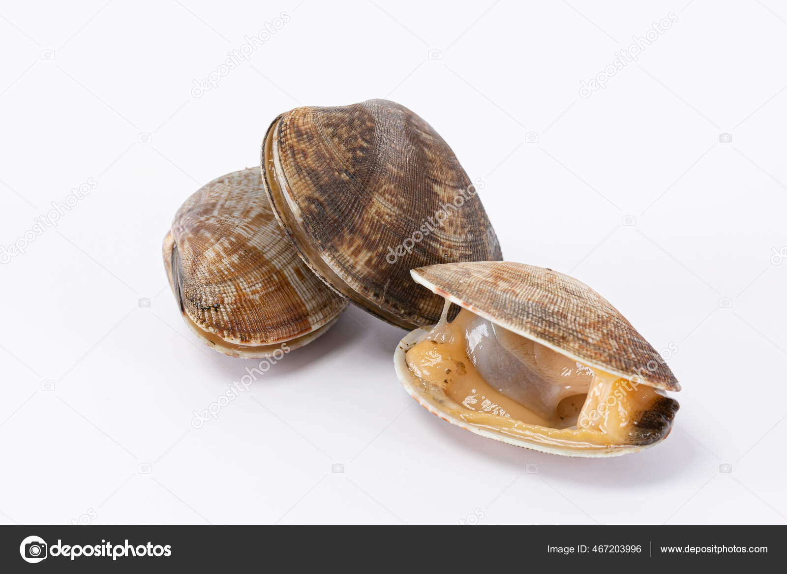 Manila Clam White Background — Stock Photo © submission@bbtree.co.kr ...