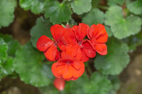 Basamaklı sardunya Stock Photos, Royalty Free Basamaklı sardunya Images ...