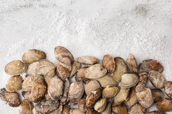 Salted Manila Clam White Background — Stock Photo © submission@bbtree ...