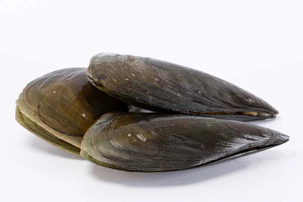 Pen Shell Table Stock Photo by ©submission@bbtree.co.kr 467202896