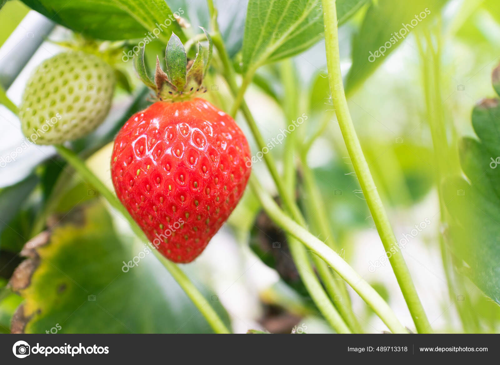 Unripe Strawberry