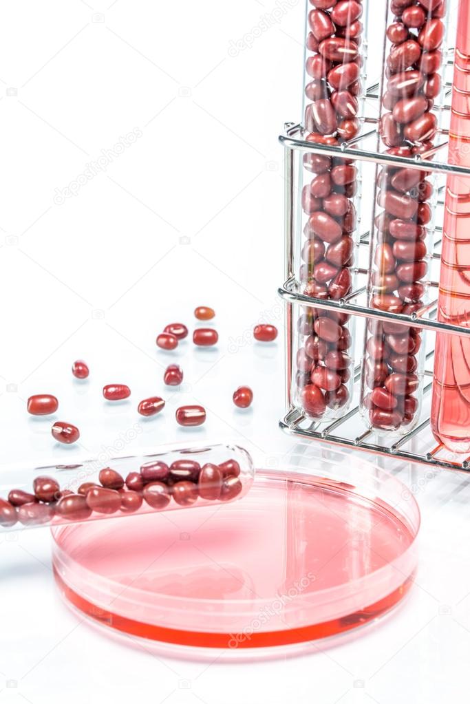 Red beans genetically modified, Plant Cell — Stock Photo ...