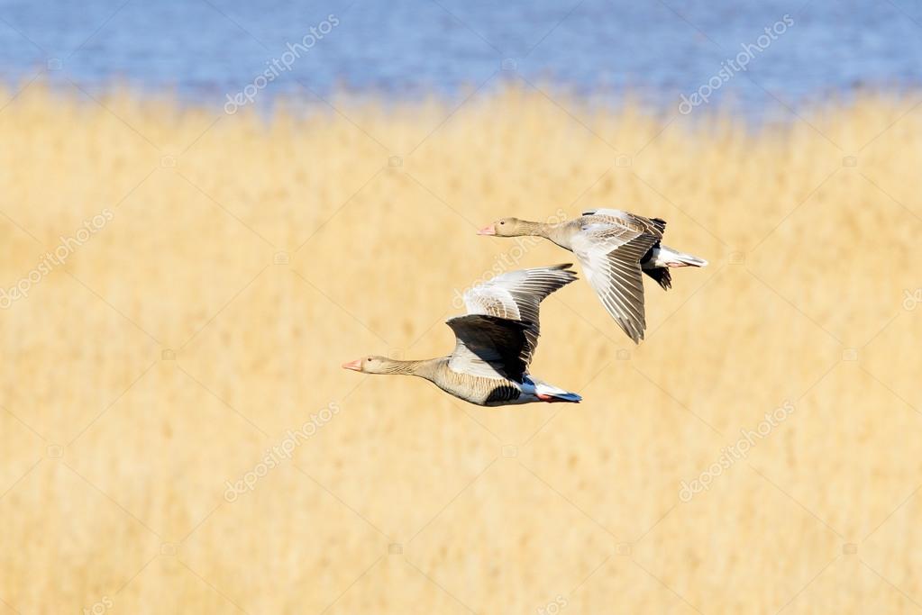 Flying teamwork - Geese pair — Stock Photo © mbroms #87053480