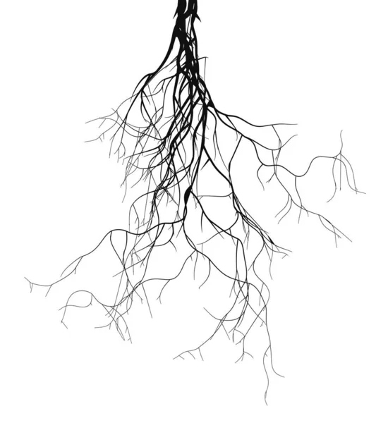 267 Taproot Vector Images | Depositphotos