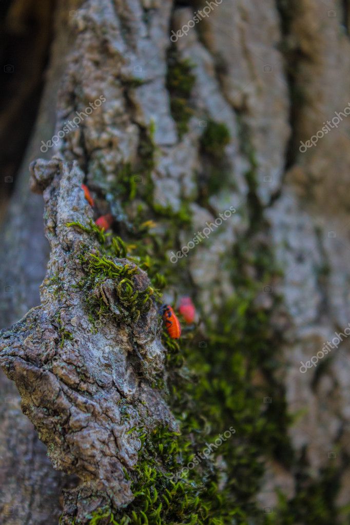 Firebugs on the tree. — Stock Photo © strider944 #95238090