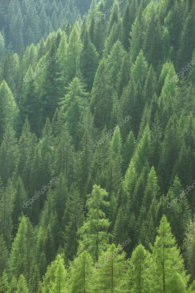 Healthy green trees in a forest of old spruce, fir and pine Stock Photo ...