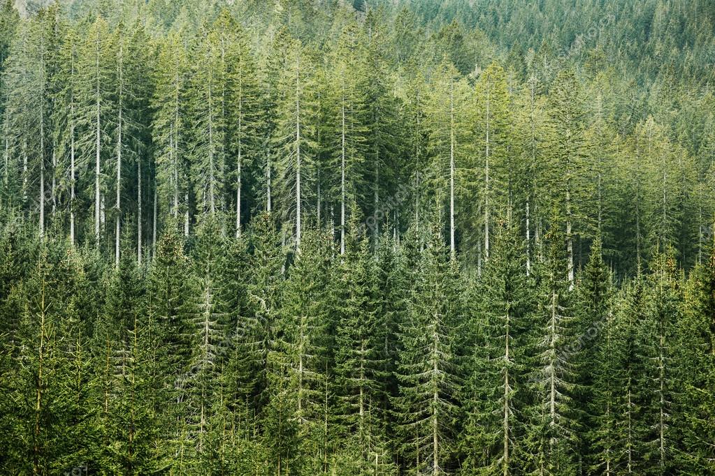 Green coniferous forest with old spruce, fir and pine trees — Stock ...