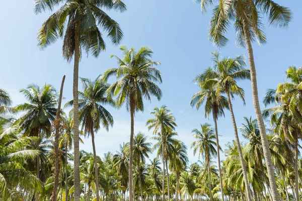 Coconut plantation Stock Photos, Royalty Free Coconut plantation Images ...