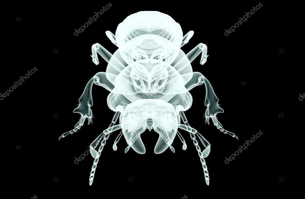 Xray image of an insect isolated on black with clipping path, 3D ...