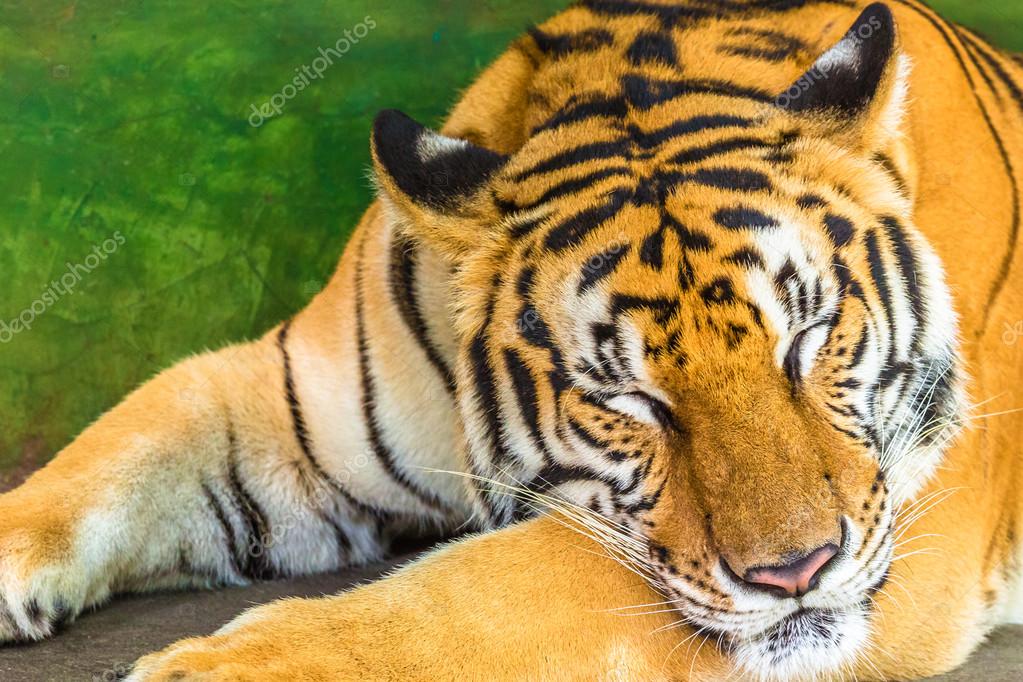 Big tiger sleeping — Stock Photo © bennymarty #100839982