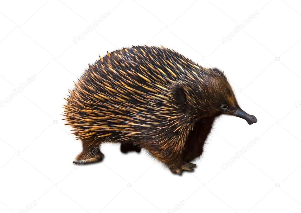 Equidna aislado — Fotos de Stock © bennymarty #75546051