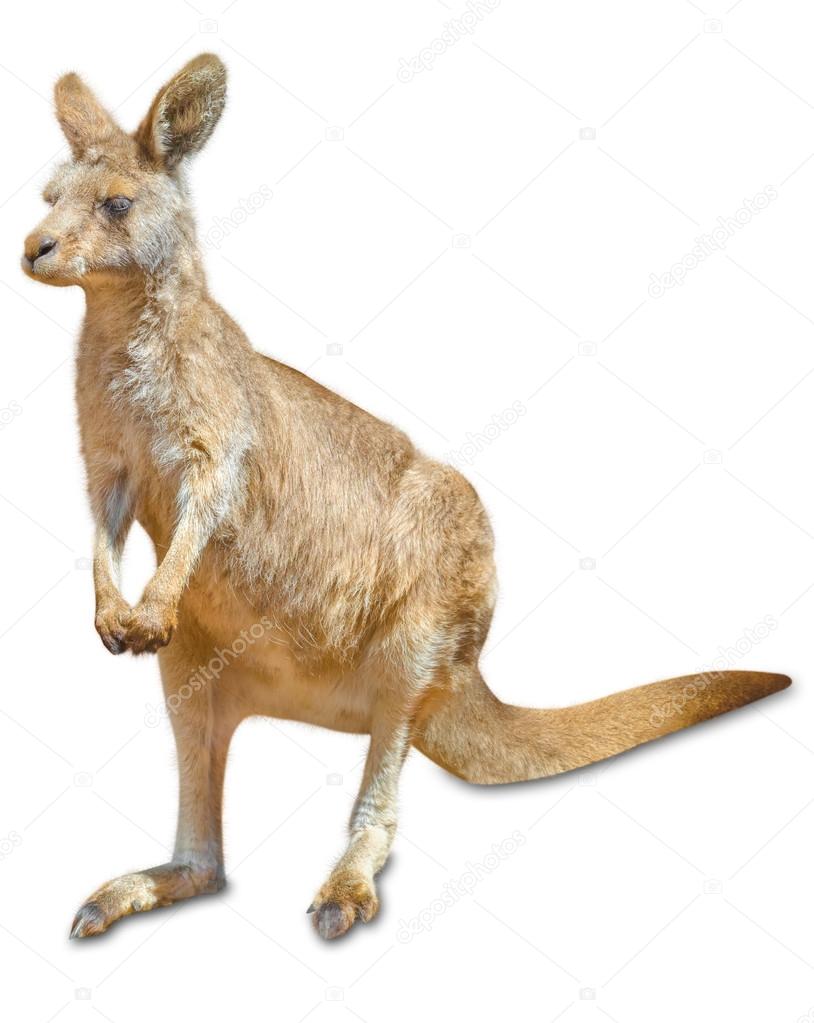캥거루 — 스톡 사진 © bennymarty #75740525
