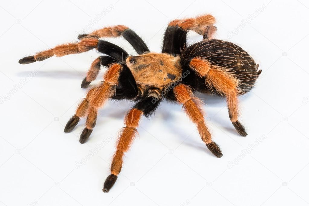 Mexican Fire Leg Tarantula