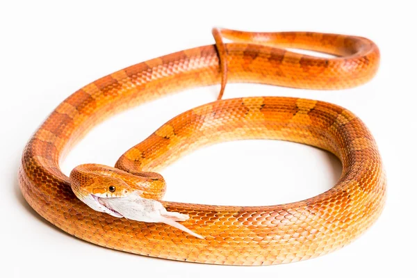 Orange snake Stock Photos, Royalty Free Orange snake Images | Depositphotos
