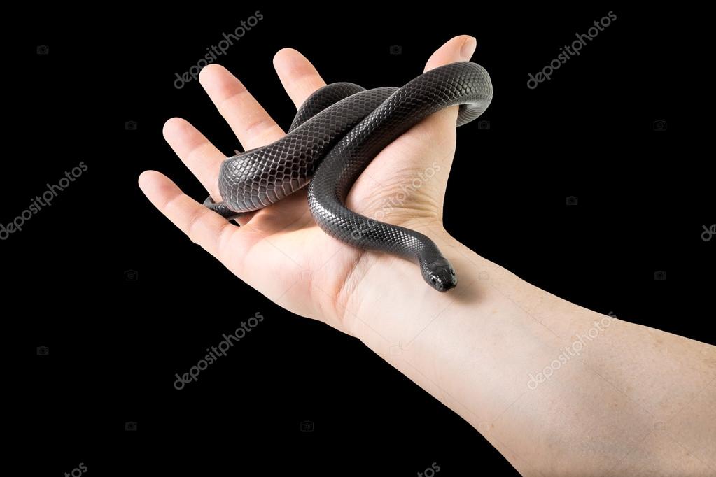 Snake in hand Stock Photo by ©bennymarty 78569334