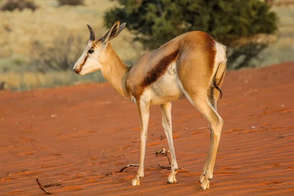 Springbok on red dunes Stock Photos, Royalty Free Springbok on red ...