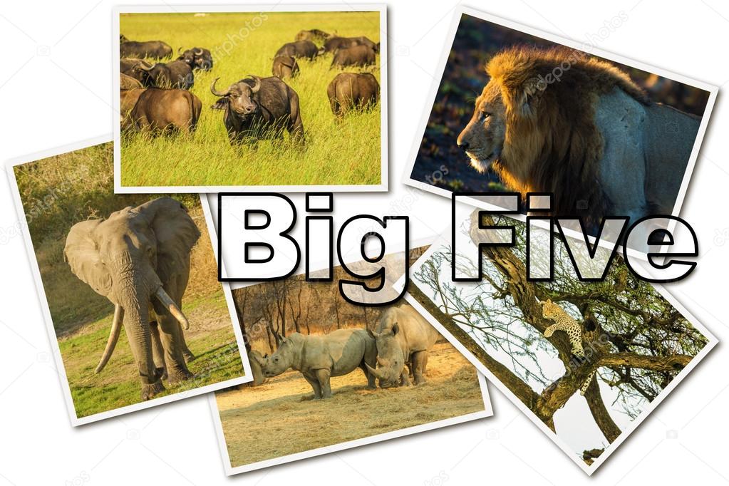African Big Five Stock Photo by ©bennymarty 90320274