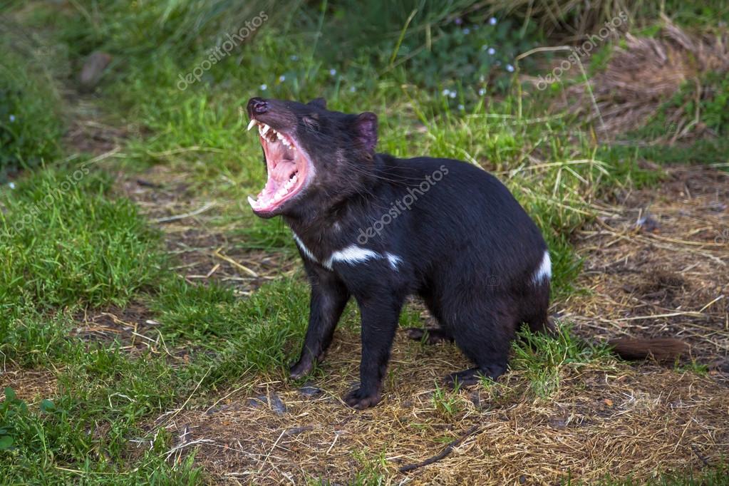 Angry Tasmanian Devil 781 The Tasmania Devil Stock Photos, High Res