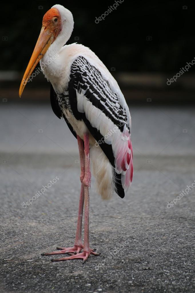 Painted Stork Bird