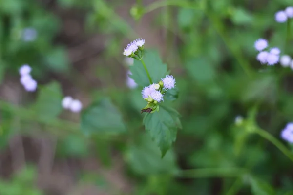 Goat weed Stock Photos, Royalty Free Goat weed Images | Depositphotos