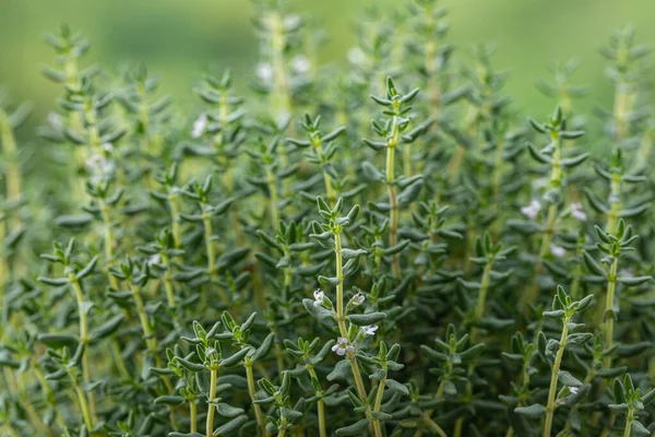 Tomillo siciliano, planta medicinal, una hierba arom tica utilizada en la cocina, aromaterapia 2024