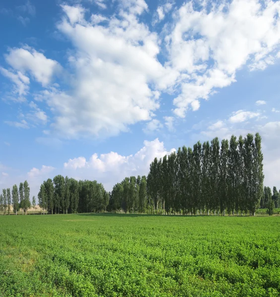 Grassy Green Field Dandelions Tree Line Distance — Stock Photo © Qingwa ...