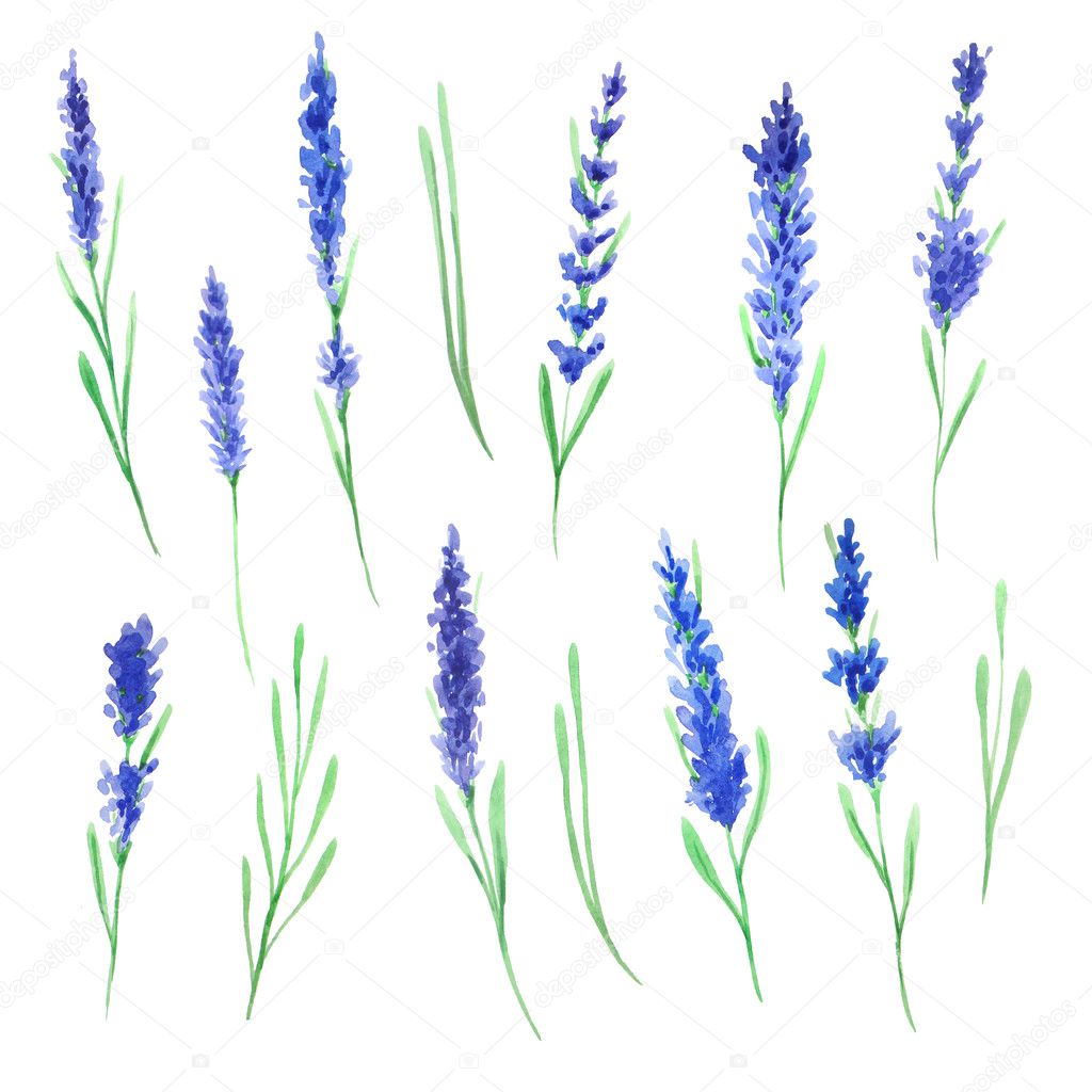 Watercolor Lavender Flowers Hand Painted Provence Herbs Isolated White ...