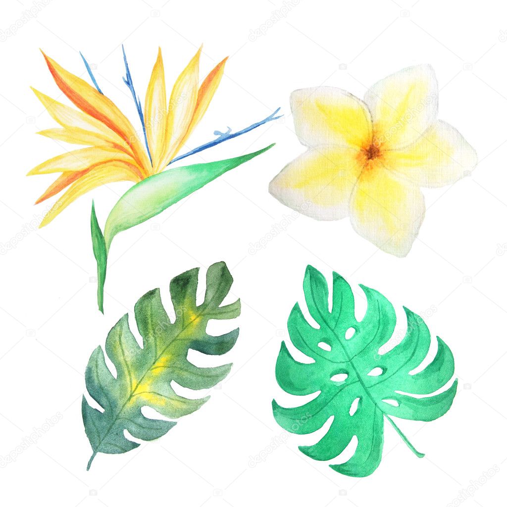 Set Watercolor Hand Painted Tropical Flowers Leaves Plants Bright ...