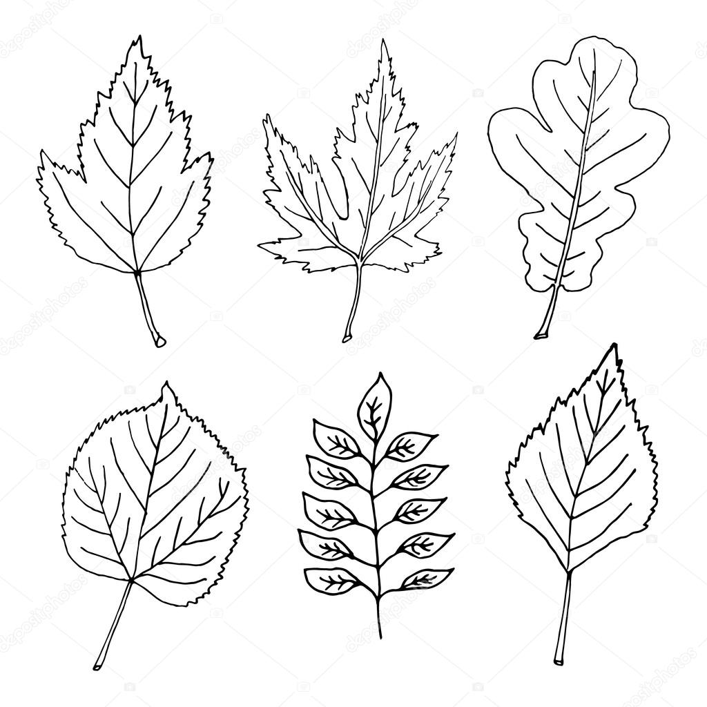 Hand-drawn leaves doodles set — Stock Vector © lisagerrard #72144159