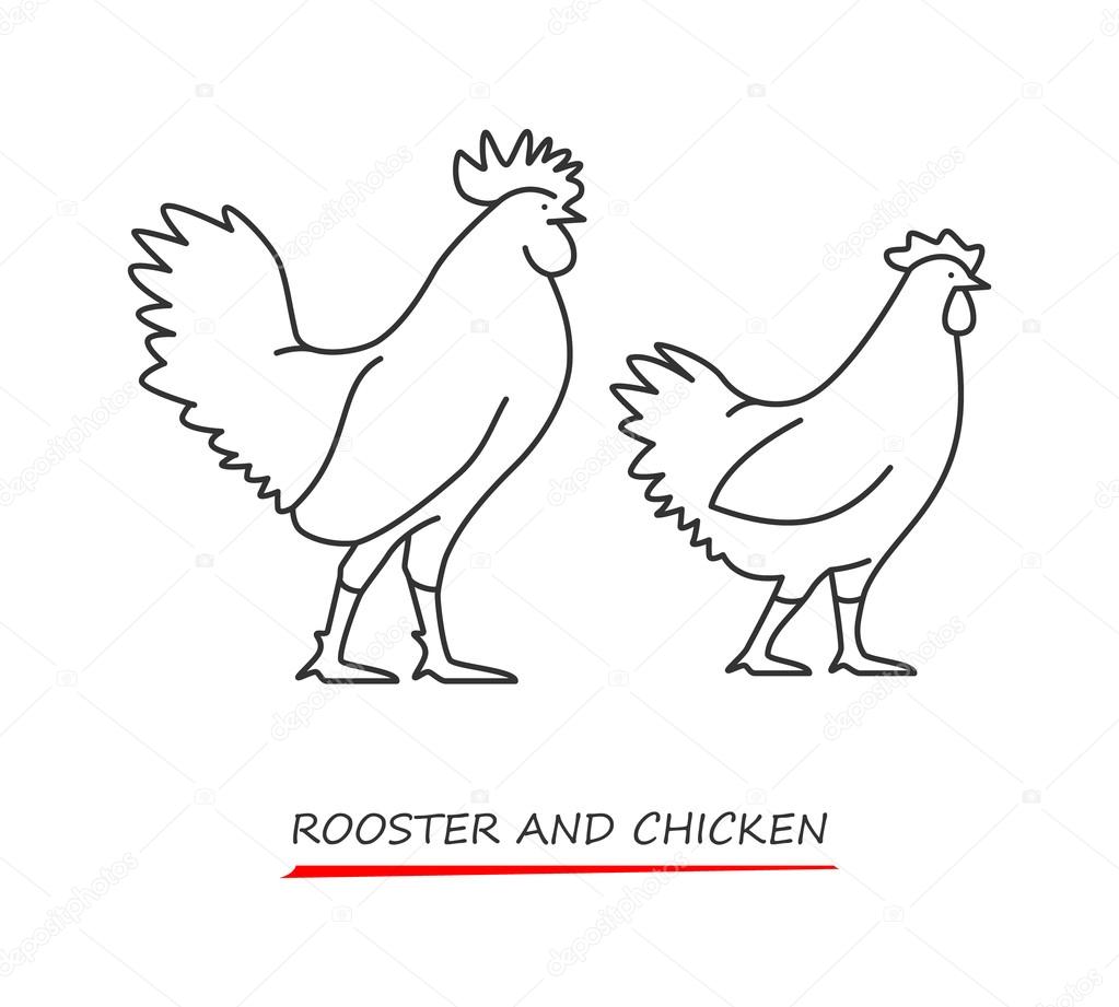 Vector: chicken silhouette outline | Vector outline silhouette rooster ...