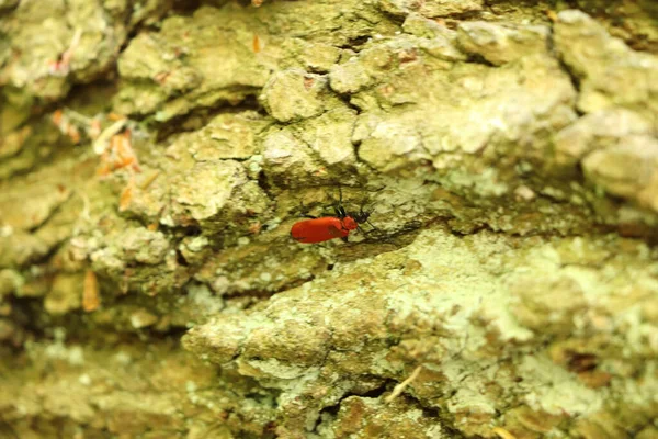 Red soldier beetle Stock Photos, Royalty Free Red soldier beetle Images ...