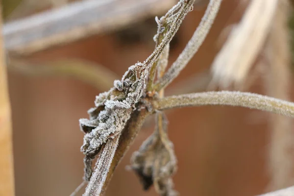 Withered dried stalks of a summery plant frozen solid on a frosty ...