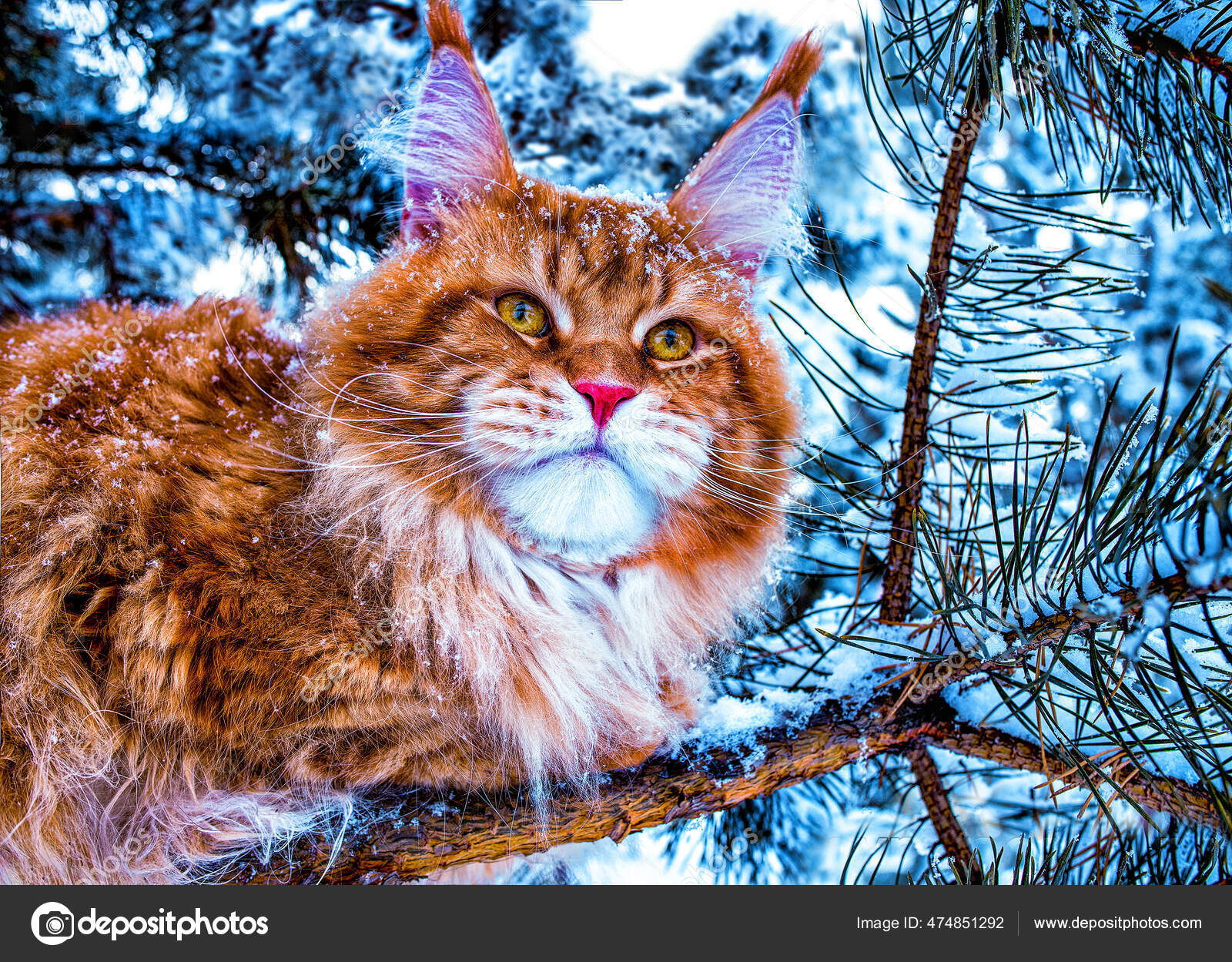 Red White Maine Coon