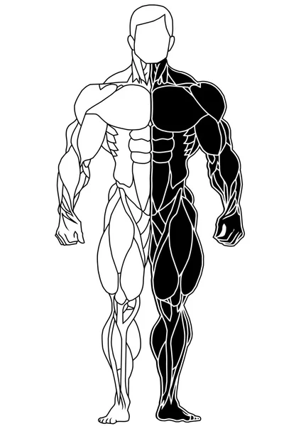 Muscle man anatomy Stock Photos, Royalty Free Muscle man anatomy Images ...