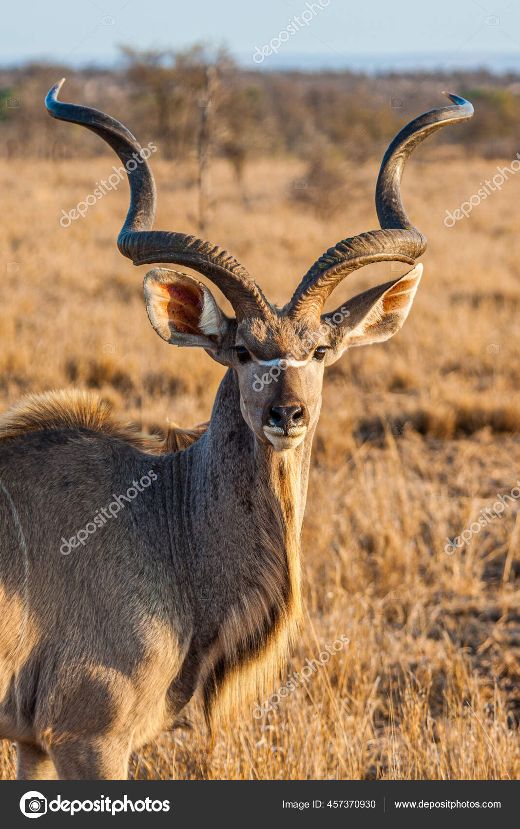 Mindre Kudu