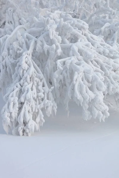 A tree bowing under the weight of snow. Trees in white and lush frost ...